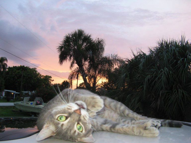 Sam SixKiller - SixKiller Guitars